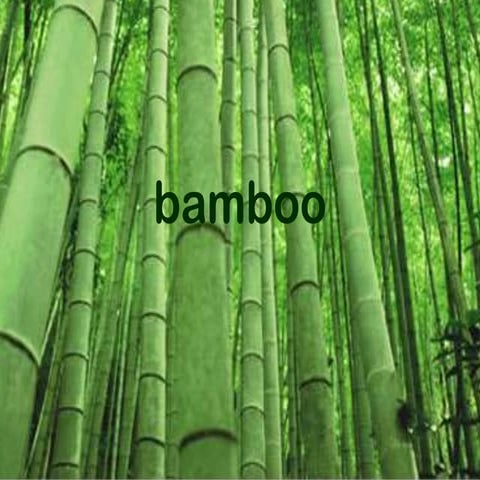 Bamboo concept | PPT