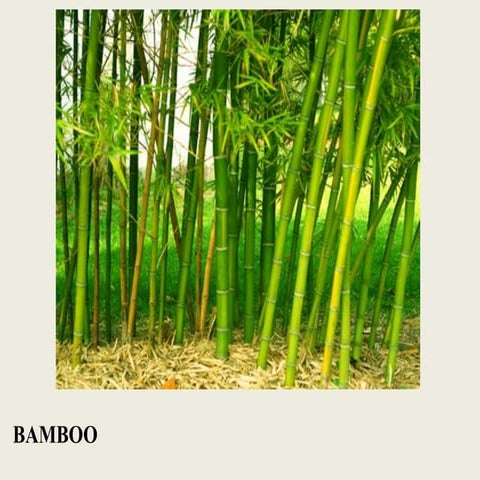 BAMBOO pdf.pdf