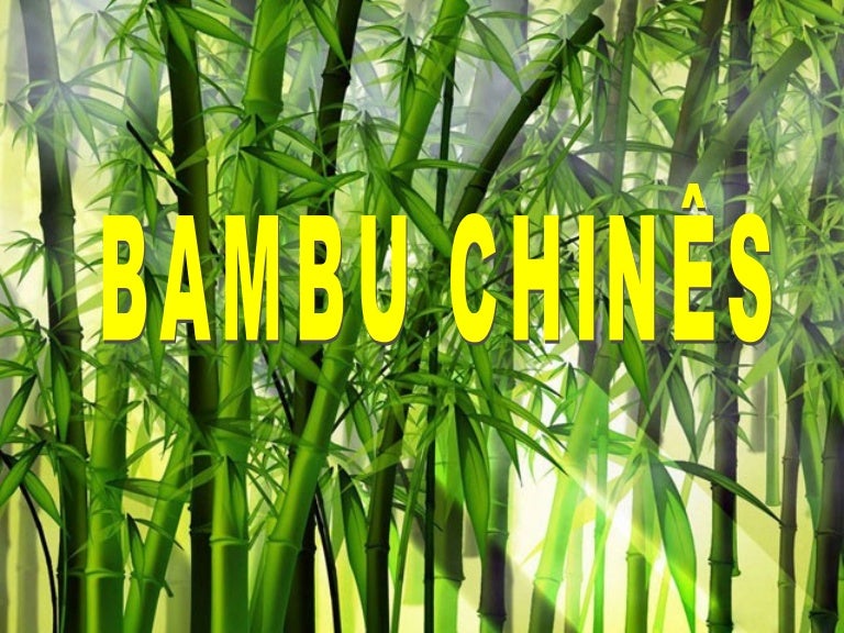 Bambu chines