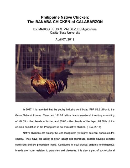 Native chicken production in the philippines | PPT | Agriculture ...
