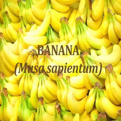BANANA production and processing-PPT.pptx
