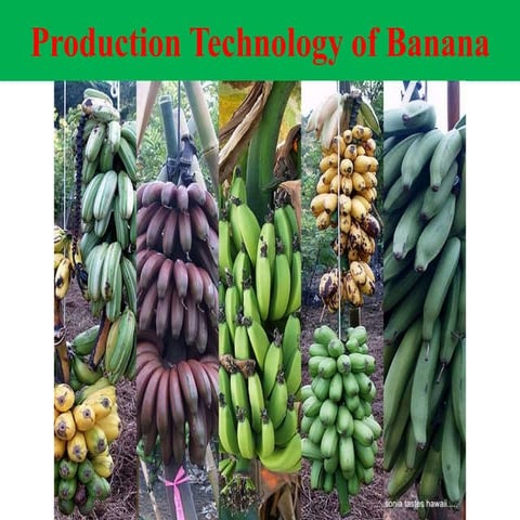 Banana Production Guide-GP Dean.pptx