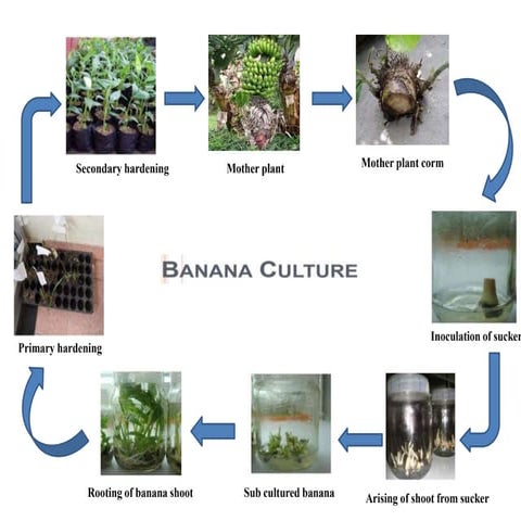 Banana culture | PPTX
