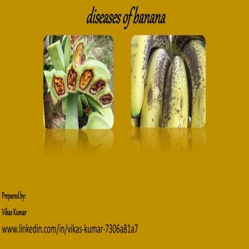 BANANA DISEASE PPT.pptx
