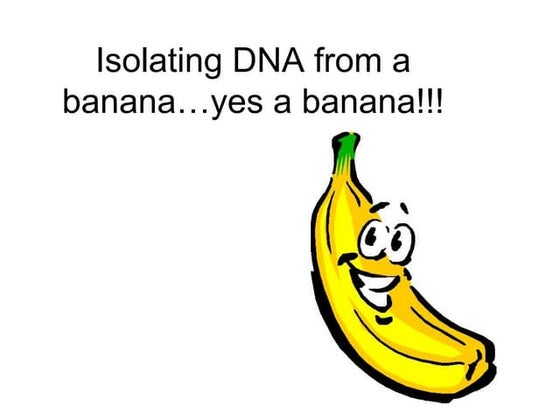 Dna from a banana lab report | PDF