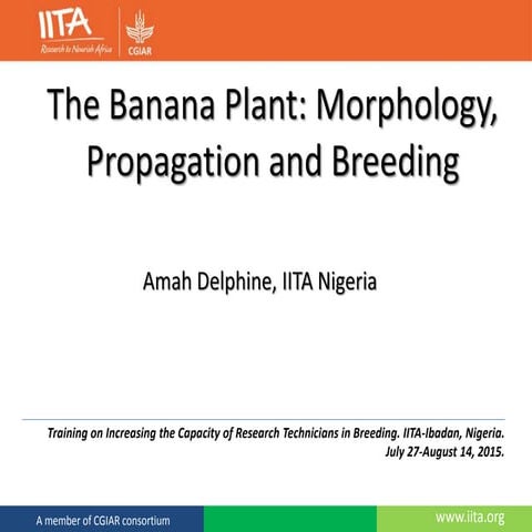 The Banana Plant: Morphology, Propagation and Breeding | PPTX