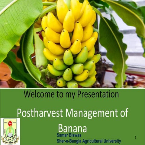 Banana Production Guide-GP Dean.pptx