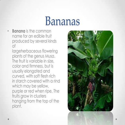 Bananas | PPTX