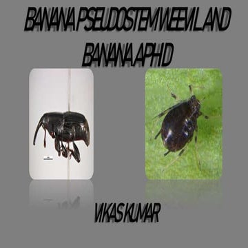 Insect pests of banana | PDF