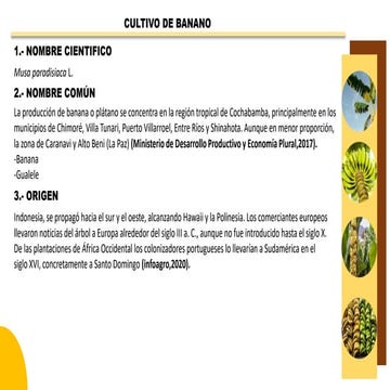 cultivo de banano | PPTX