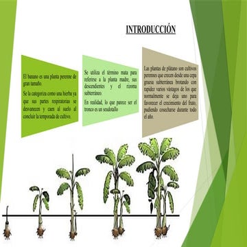 Propagacion_del_banano_tecnicas_tradicionales_nuev.pdf