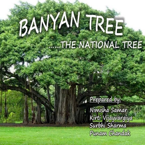Banyan forest | PPTX