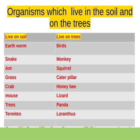 Plant and insect | PPTX