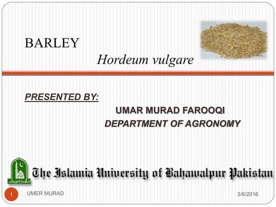 Barley Crop production | PPTX | Agriculture | Industries