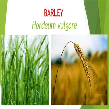 Production Technology of BARLEY Crop.pptx