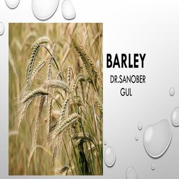 barley.pptx its a barley ppt in pbg ..the breeder tells the how the ...