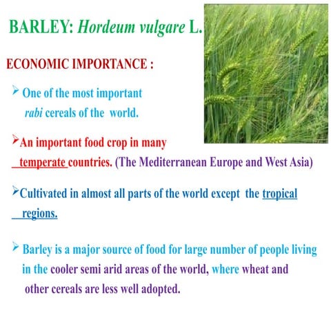 Barley _103927.pptxforugstudentsagriculture | PPTX