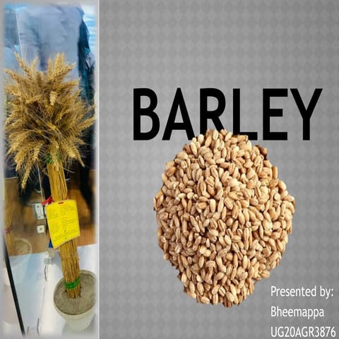 Barley Crop production | PPTX