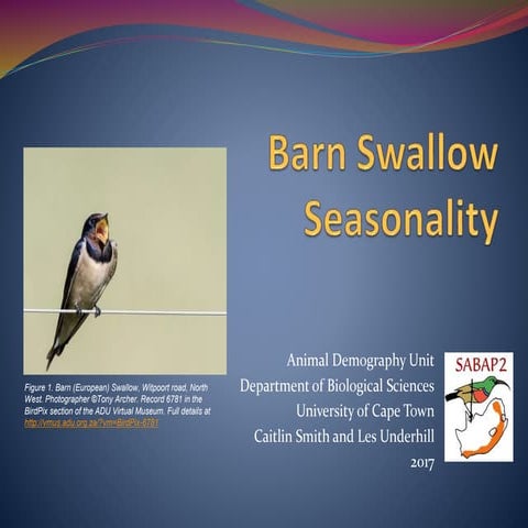 Barn Swallow Seasonality - SABAP2 | PPT