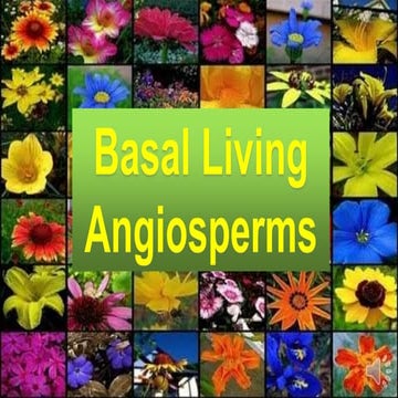 Examples Of Angiosperms All About The Gymnosperm Life Cycle Sarah