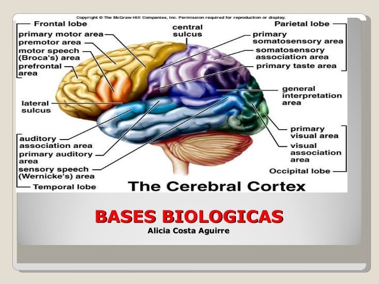 Bases Biologica Svideoconf