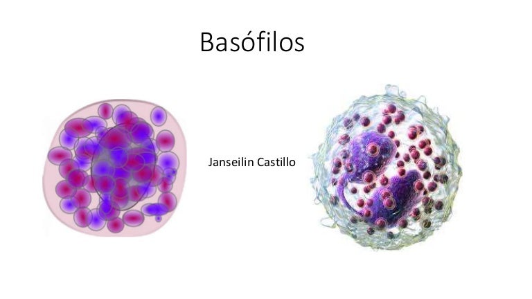 Basófilos y sus funciones