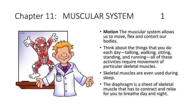 Muscles year 10 Sport Science | PPTX