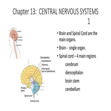 Basic ap chapter 13 powerpoint 2017 | PPT