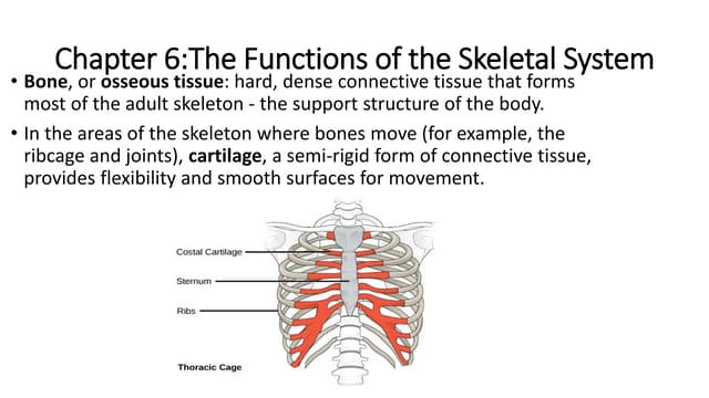 Bone tissue | PPT