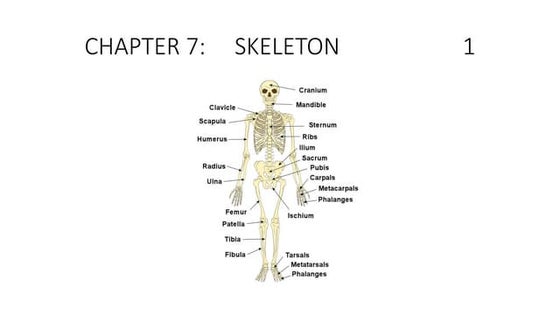 Skeletal system | PPT