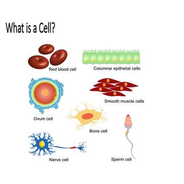 Basic Cell Structures.pptxmmmmmmmmmmmmmm | PPTX