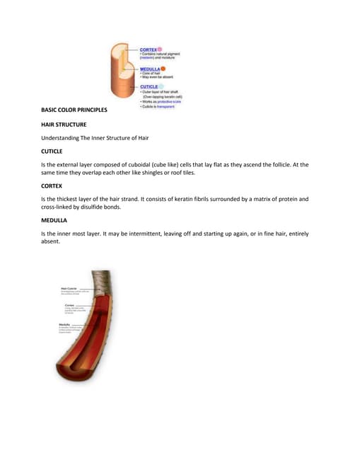 The effects of different colouring products on the | PPTX | Hair Care ...