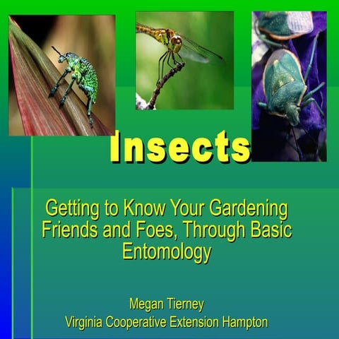 Basic entomology for children | PPT
