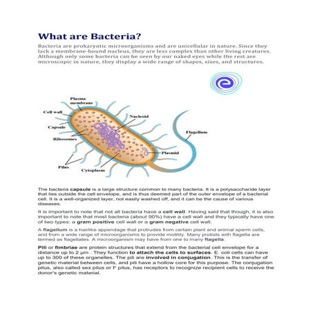 basic introdution on bacteria.pdf