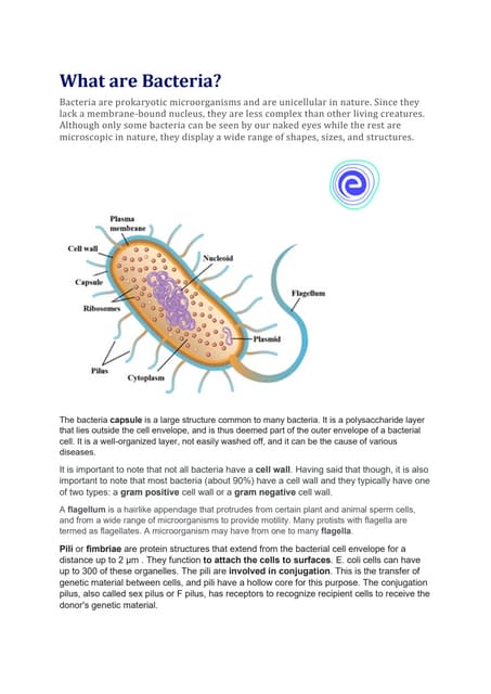 BACTERIA.pptx