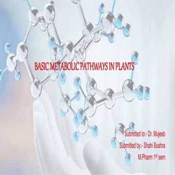 Basic metabolic pathways in plants | PPTX | Endocrine and Metabolic ...