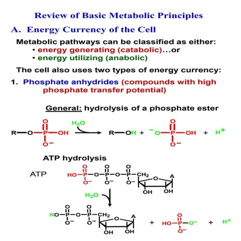Basic metabolic principles | PPT | Endocrine and Metabolic Diseases ...