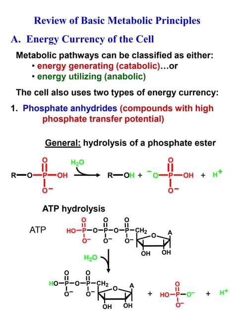 Metabolic pathways and energy production | PPT