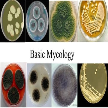 Basic Mycology mportance of Fungi mportance of Fungi | PPT