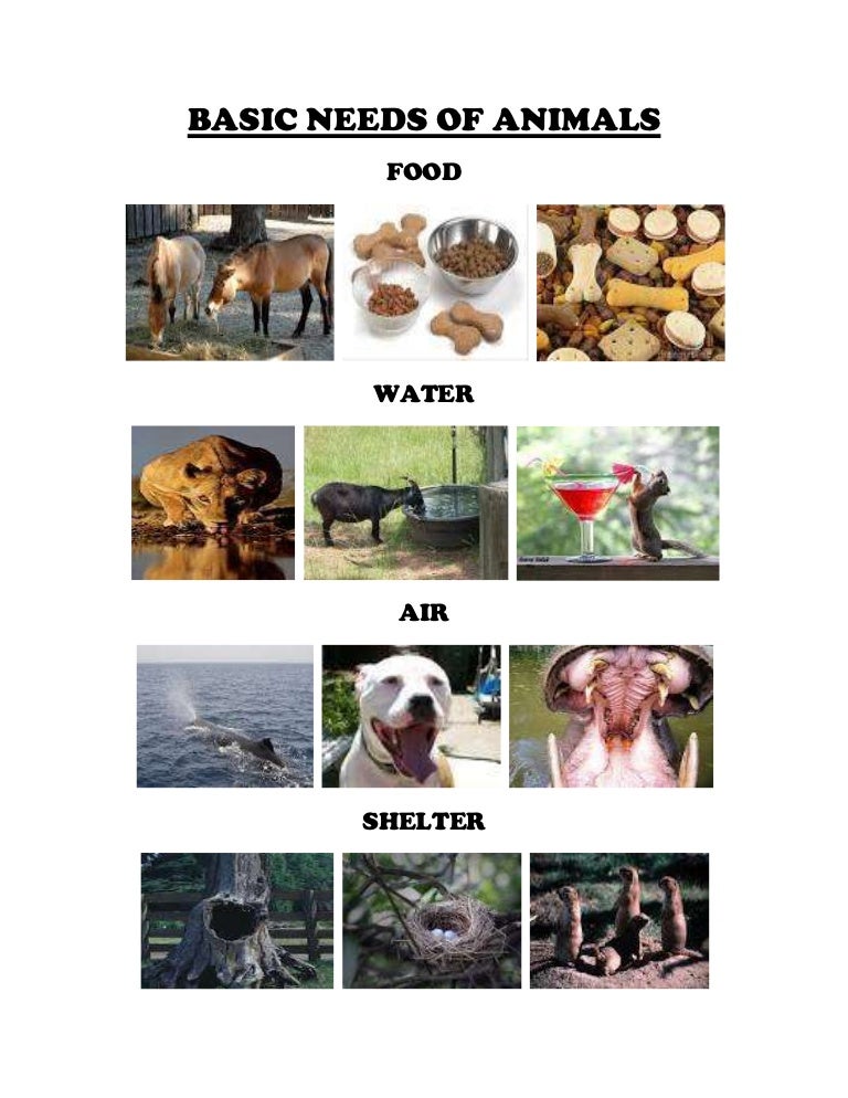 Basic Needs Of Animals Sn Yr4 Basic Needs Of Animals Sn Yr4