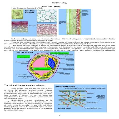 Basic plant cytology | PDF