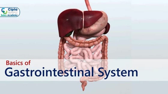 Endocrine system | PPT