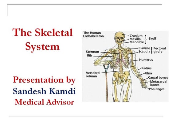Ossification | PPT