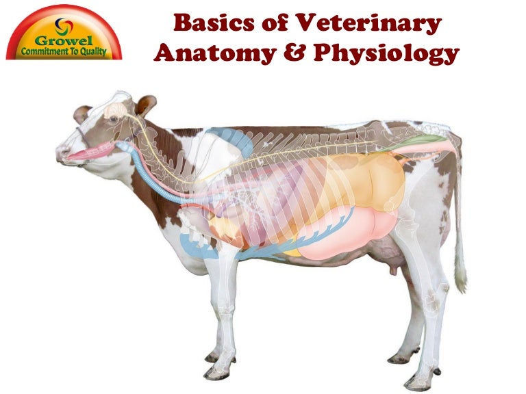 Basics Of Veterinary Anatomy Physiology basics-of-veterinary-anatomy-physiology
