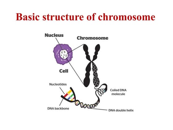 Eukaryotic Chromosome Structure Ppt Free Transparent Mitosis