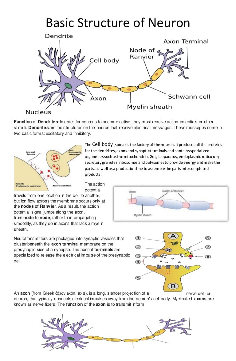 Basic structure of neuron