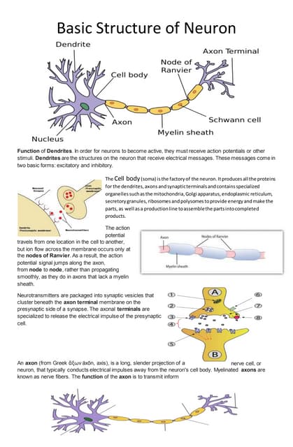 Neuron Structure And Function Difference Between Sensory And Motor