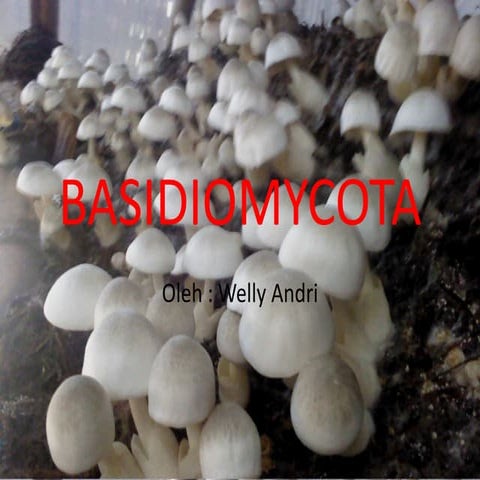 Basidiomycota | PDF