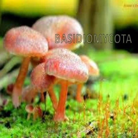 Basidiomycota | PPTX