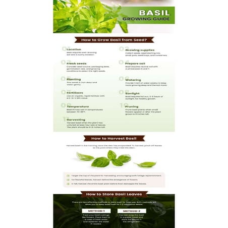 How to Grow Basil from Seed? | PDF